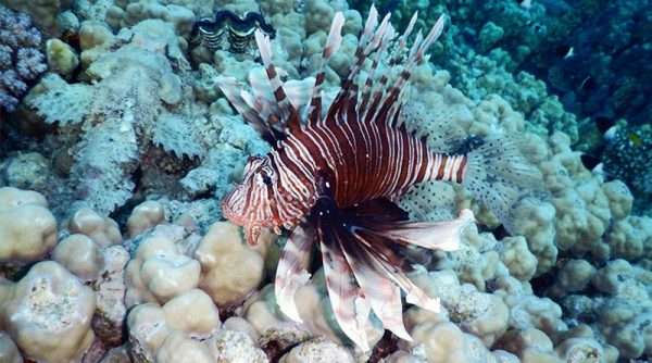 Florida Reef Fish Identification With Names & Photos