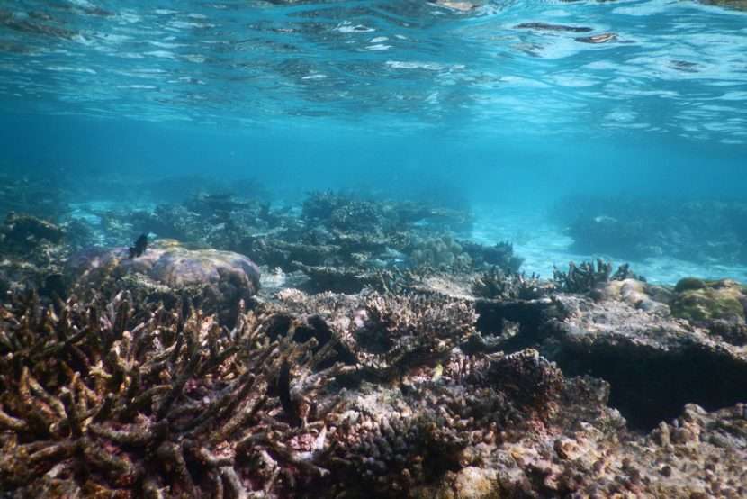 Dead Coral - What is coral bleaching, why it happens
