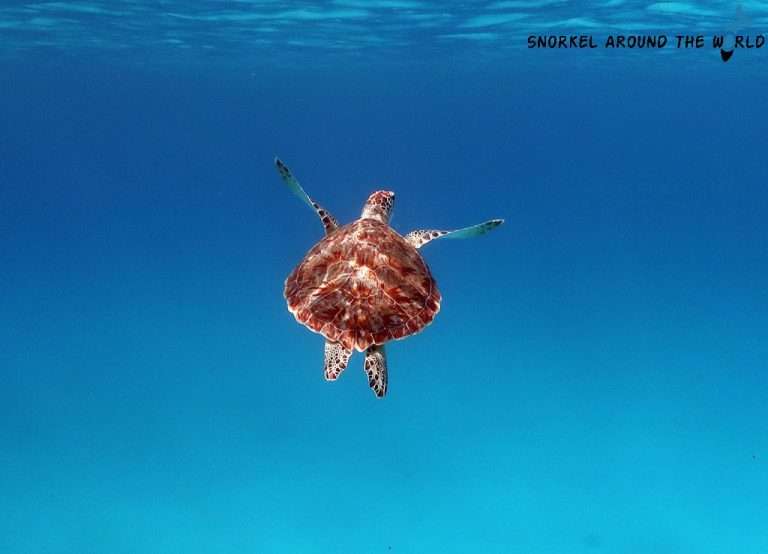 7 Beaches Where You Can Go Snorkeling With Turtles in Aruba