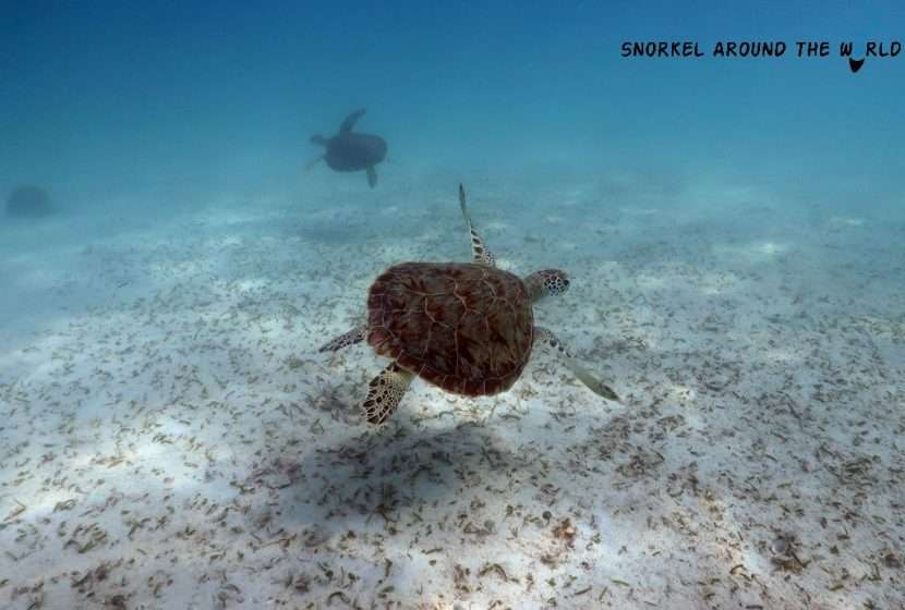 7 Beaches Where You Can Go Snorkeling With Turtles in Aruba