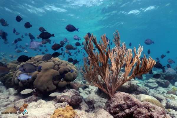 11 Best Spots With Rich Sea Life - Aruba Snorkeling Guide