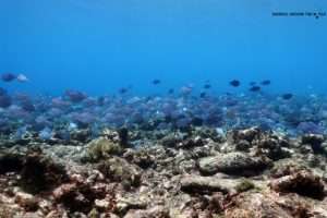 11 Best Spots With Rich Sea Life - Aruba Snorkeling Guide