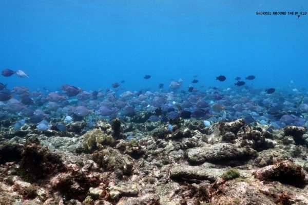 11 Best Spots With Rich Sea Life - Aruba Snorkeling Guide