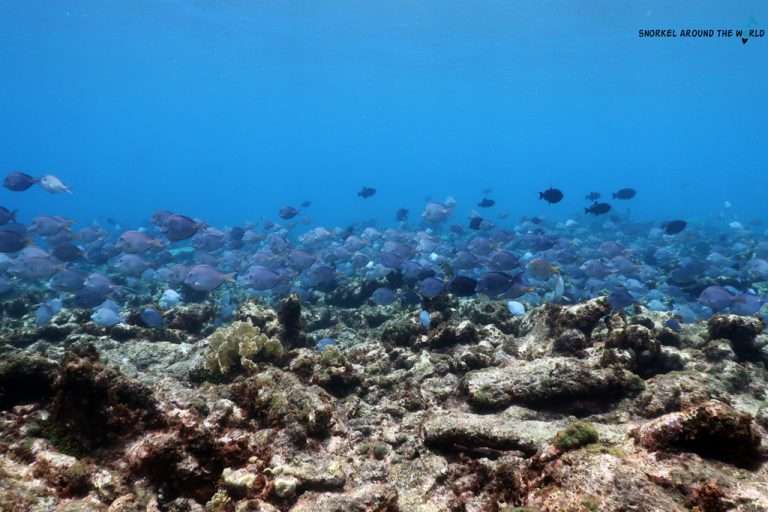 11 Best Spots With Rich Sea Life - Aruba Snorkeling Guide