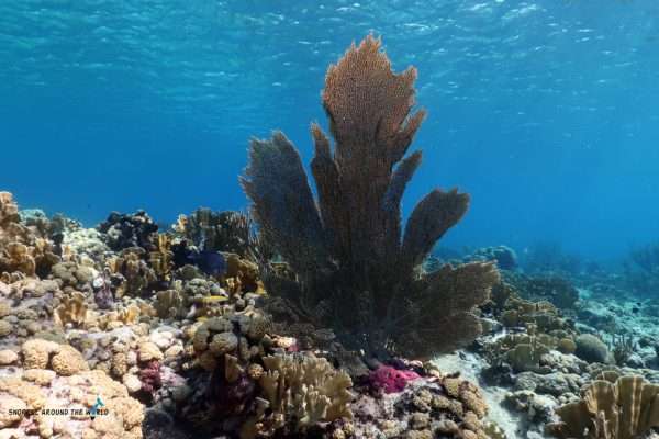 11 Best Spots With Rich Sea Life - Aruba Snorkeling Guide