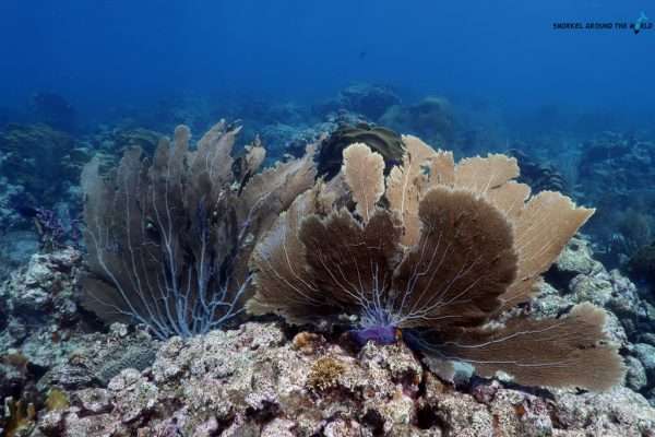 11 Best Spots With Rich Sea Life - Aruba Snorkeling Guide