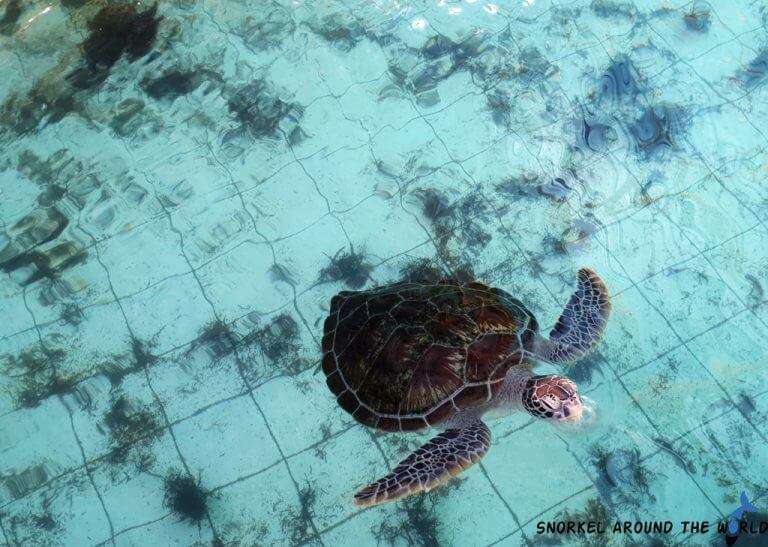 Turtle Conservation Bali Serangan - Adopt and save sea turtles!
