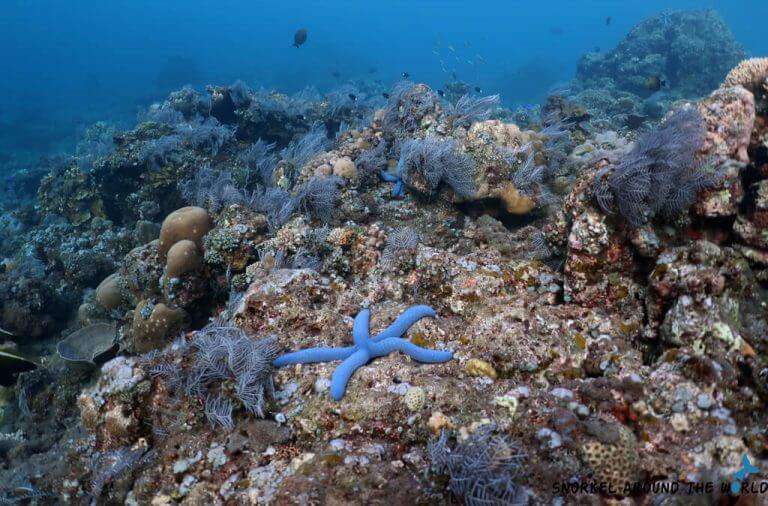 10 Facts About Sea Stars - How Do Starfish Live