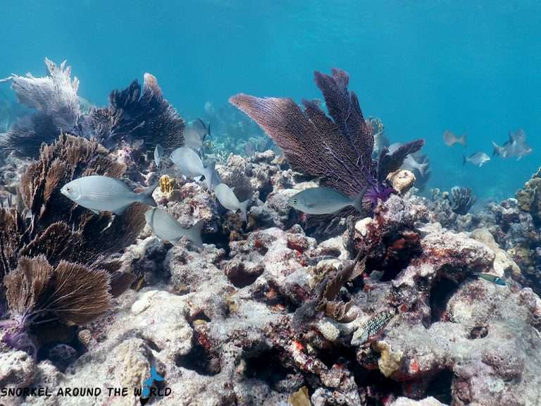 11 Snorkeling Spots in Key West That Worth Visiting