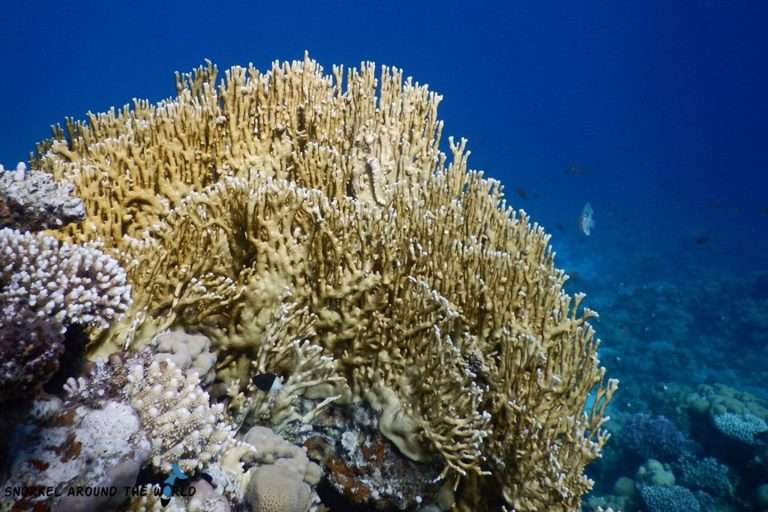 Snorkeling Safety - 10 Tips To Stay Safe and Have Fun