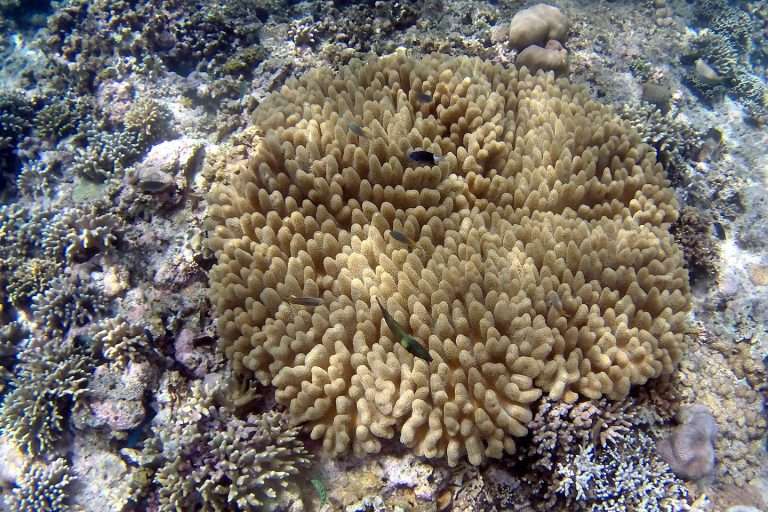 Comprehensive Guide To Snorkeling In Amed 2026