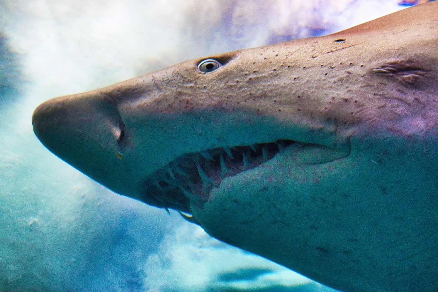 Where and how to find shark teeth in Florida?
