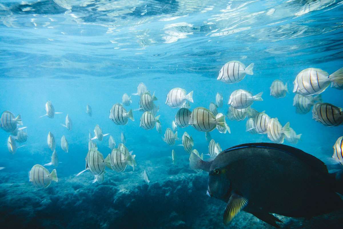 Red Sea Fish Guide With Photos - Most Common Species To See