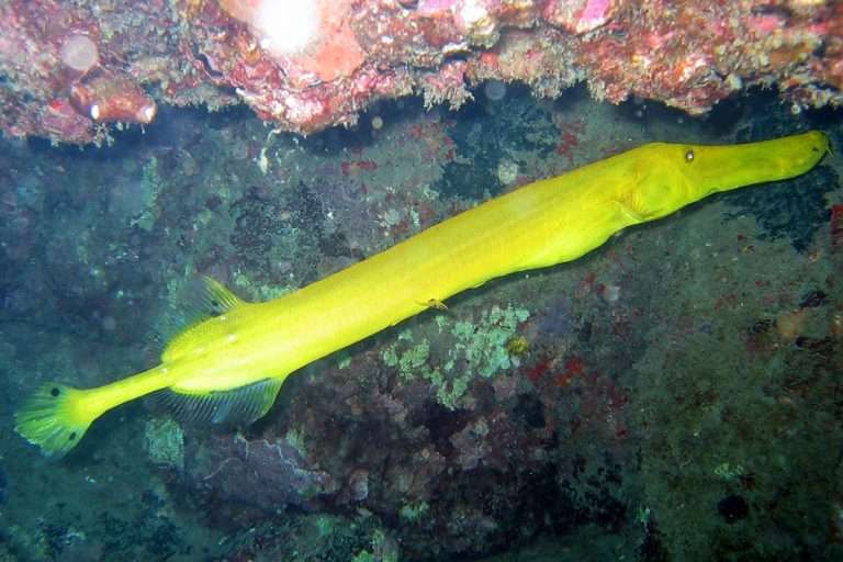 12 Hawaiian Fish Names And Pictures You See While Snorkeling