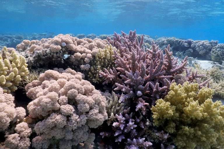 Ras Nasrani Snorkeling | Tips To Visit Al Montazah Sharm el Sheikh