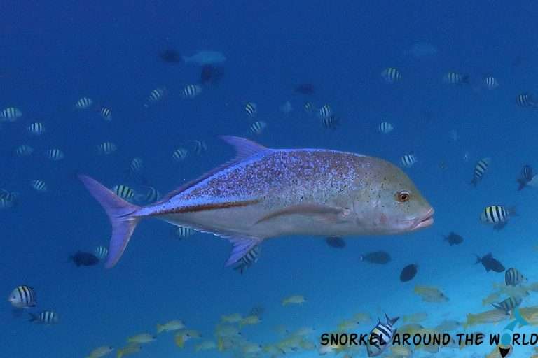 Red Sea Fish Guide With Photos - Most Common Species To See