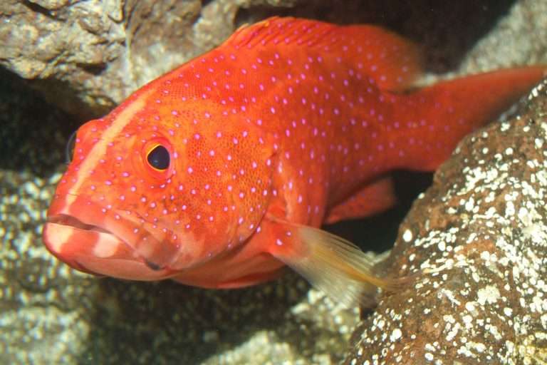 Red Sea Fish Guide With Photos - Most Common Species To See