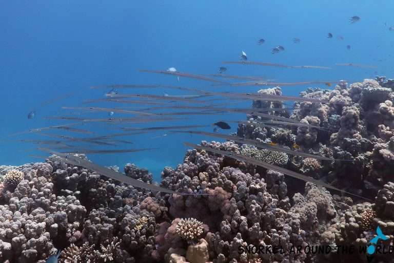 Red Sea Fish Guide With Photos - Most Common Species To See