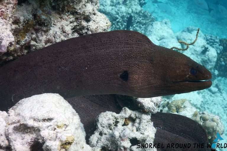 Red Sea Fish Guide With Photos - Most Common Species To See