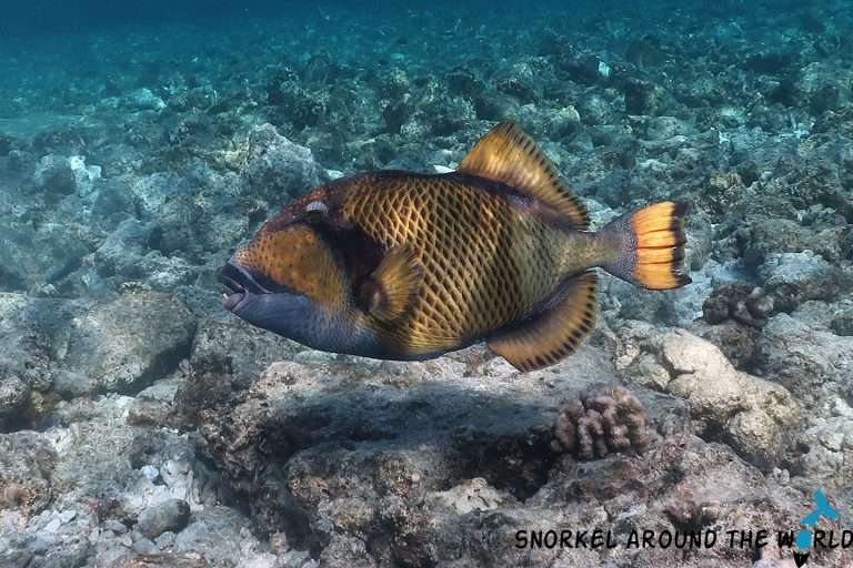 Red Sea Fish Guide With Photos - Most Common Species To See