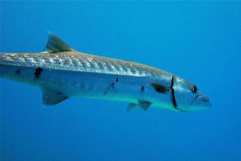 Red Sea Fish Guide With Photos - Most Common Species To See