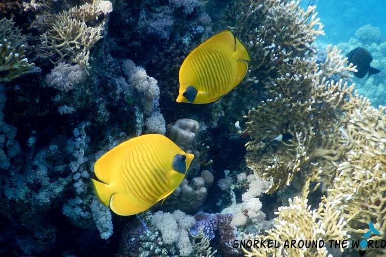 Red Sea Fish Guide With Photos - Most Common Species To See