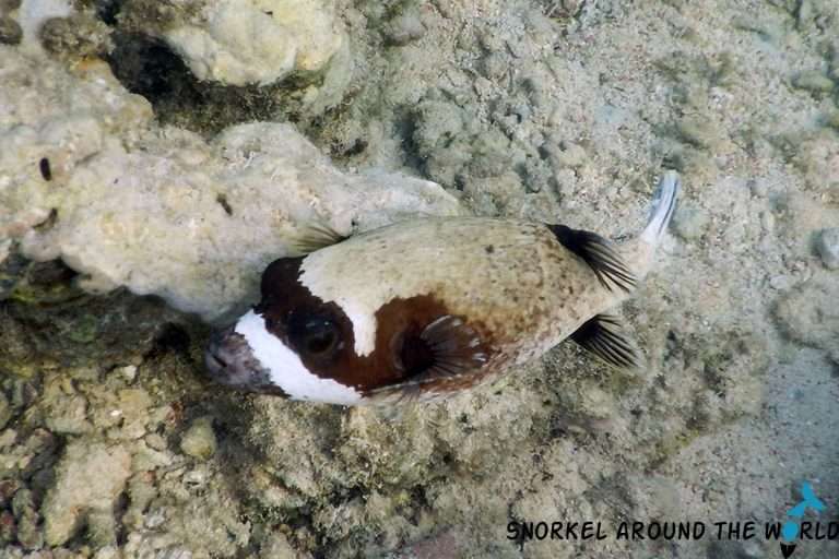 Red Sea Fish Guide With Photos - Most Common Species To See