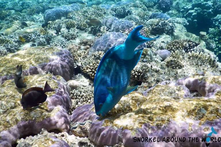 Red Sea Fish Guide With Photos - Most Common Species To See