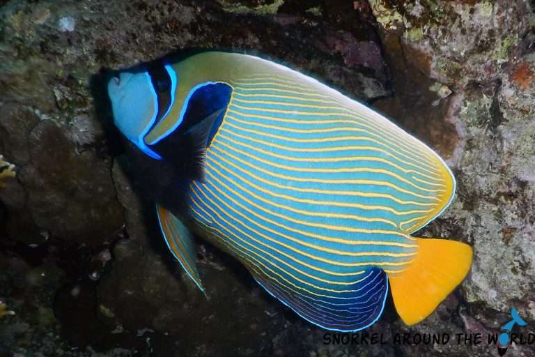 Red Sea Fish Guide With Photos - Most Common Species To See