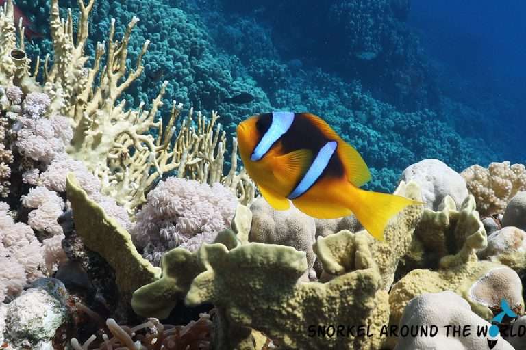 Red Sea Fish Guide With Photos - Most Common Species To See