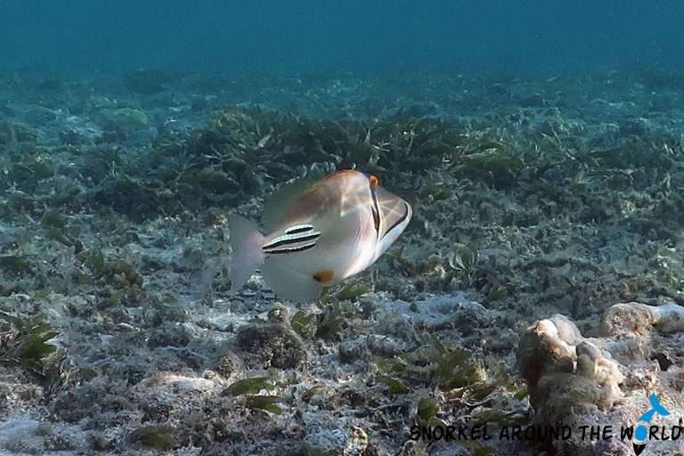 Red Sea Fish Guide With Photos - Most Common Species To See