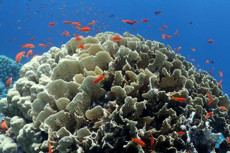 Red Sea Fish Guide With Photos - Most Common Species To See