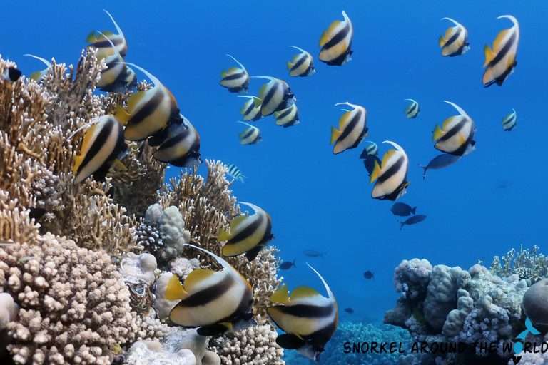 Red Sea Fish Guide With Photos - Most Common Species To See