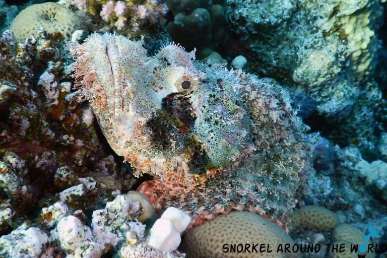 Red Sea Fish Guide With Photos - Most Common Species To See