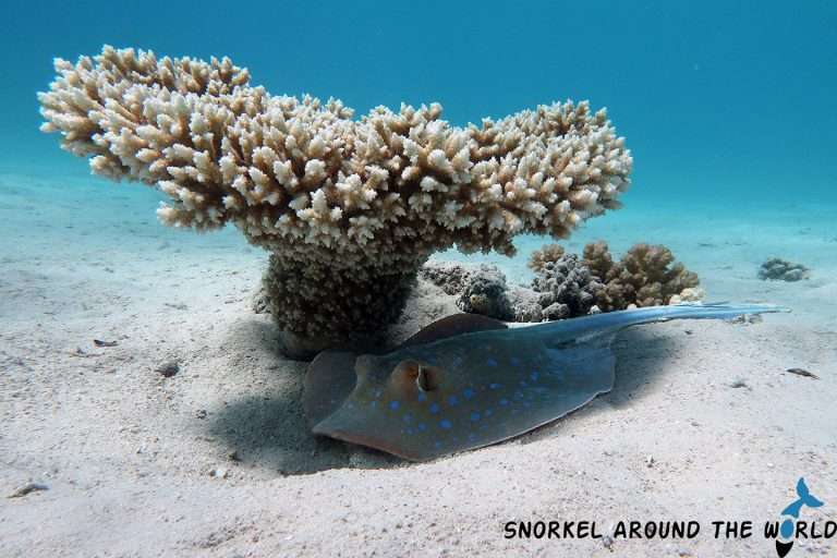 Red Sea Coral Reef Facts – Interesting Things To Know