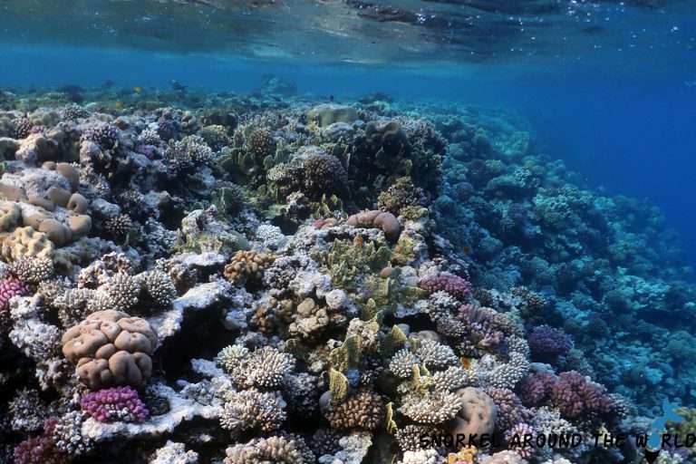 Red Sea Coral Reef Facts – Interesting Things To Know