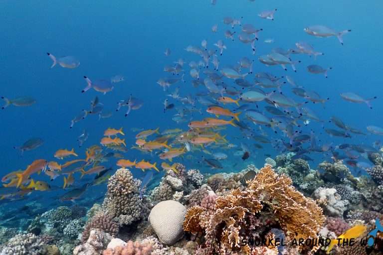 Red Sea Coral Reef Facts – Interesting Things To Know