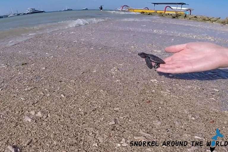 Why Are Sea Turtles Important For The Ecosystem & For Humans?