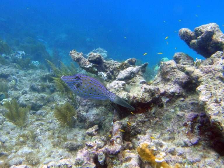 The 14 Best Key Largo Snorkeling Spots