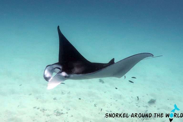 18 Maldivian fish names and photos you can see while snorkeling