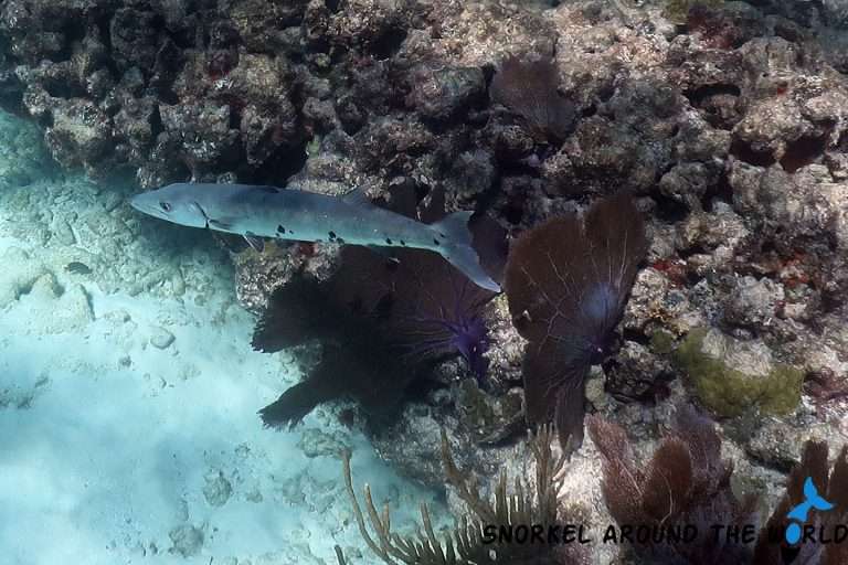 The 14 Best Key Largo Snorkeling Spots