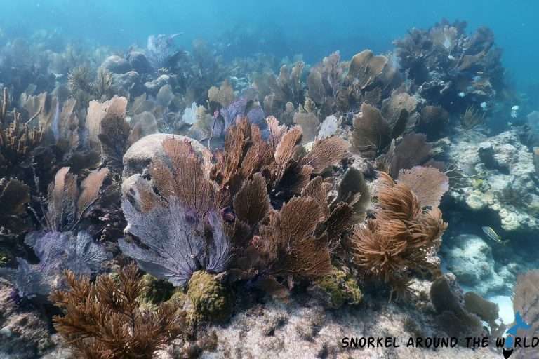 The 14 Best Key Largo Snorkeling Spots