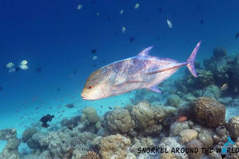 18 Maldivian fish names and photos you can see while snorkeling