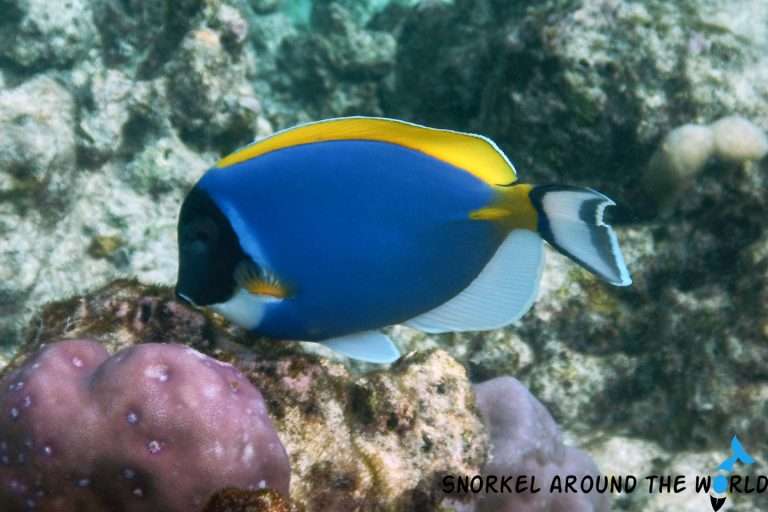 18 Maldivian fish names and photos you can see while snorkeling
