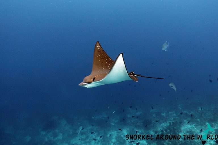 18 Maldivian fish names and photos you can see while snorkeling