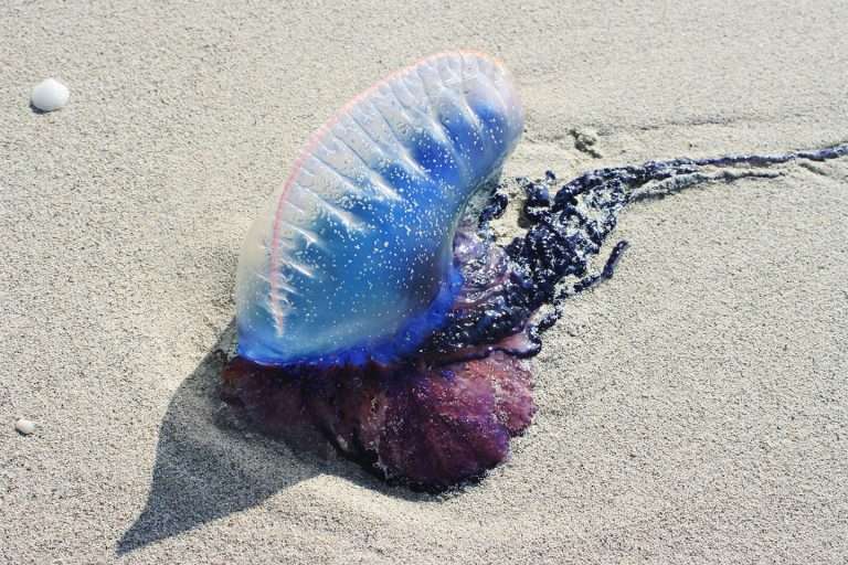 Jellyfish in Florida Keys - What Types Are Common/Dangerous