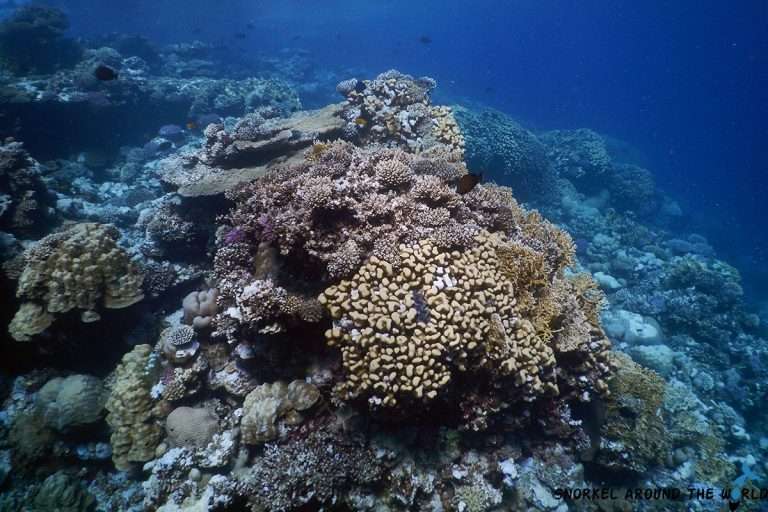 Snorkeling in Marsa Alam Egypt – Best Spots and Resorts