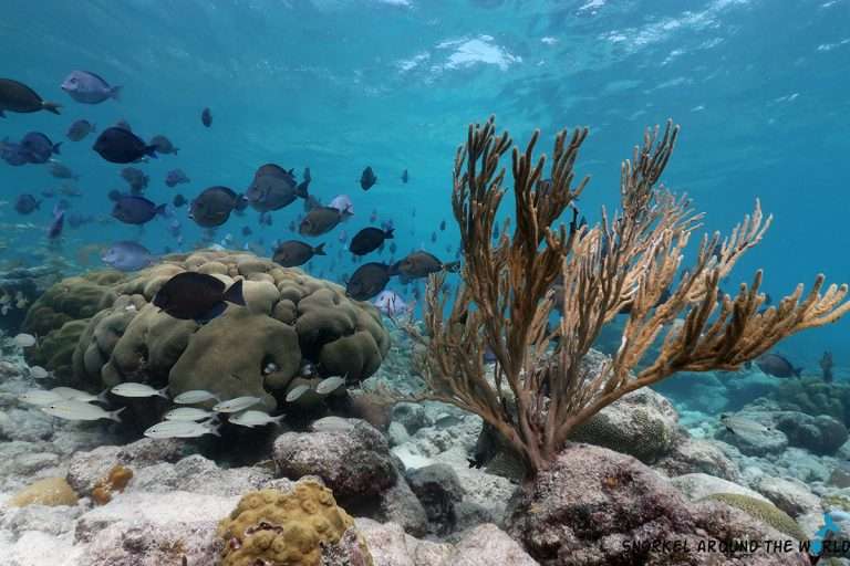 Aruba Snorkeling Tours - Explore reefs, wrecks, swim with turtles