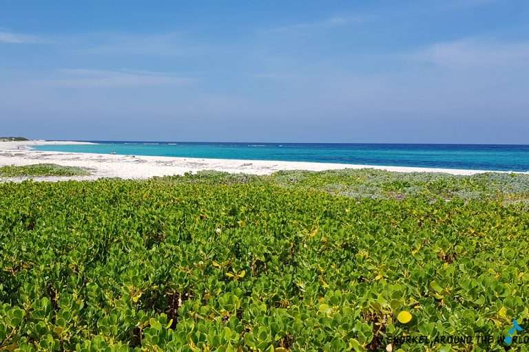 11 Best Spots With Rich Sea Life - Aruba Snorkeling Guide