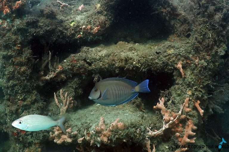 Florida Reef Fish Identification With Names & Photos